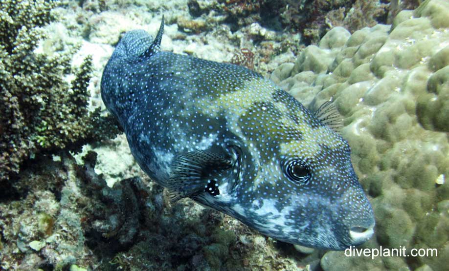 Scribbled Pufferfish (Arothron mappa) GBR