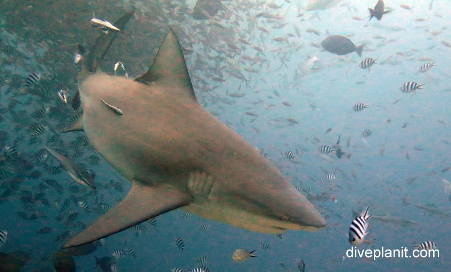 Bull Shark (Carcharhinus leucas) FIJ