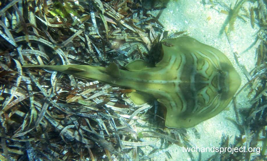 Eastern Fiddler Ray (Trygonorrhina fasciata) NSW