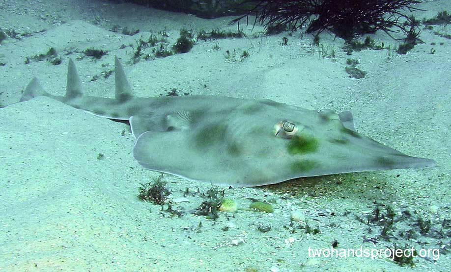 Eastern Shovelnose Ray (Aptychotrema rostrata) AUS