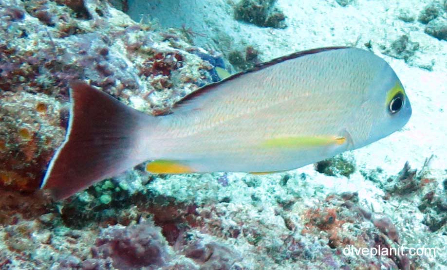 Black-tail Snapper (Lutjanus fulvus) GIL
