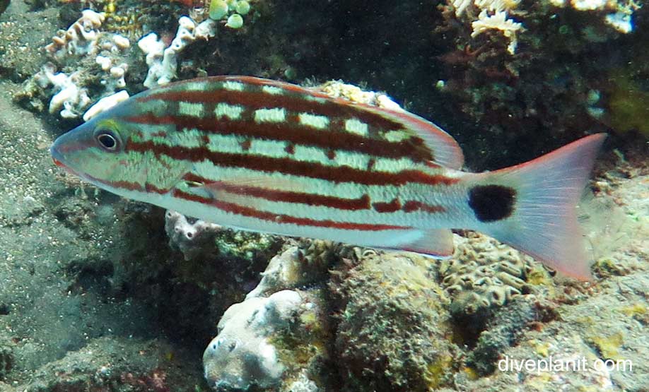 Checkered Snapper (Lutjanus decussatus) BAL