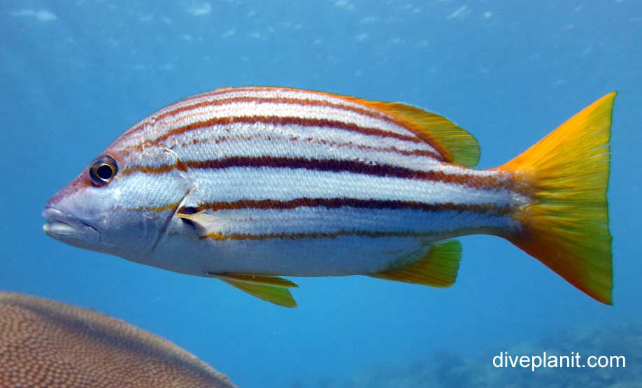 Spanish Flag Snapper (Lutjanus carponotatus) GBR