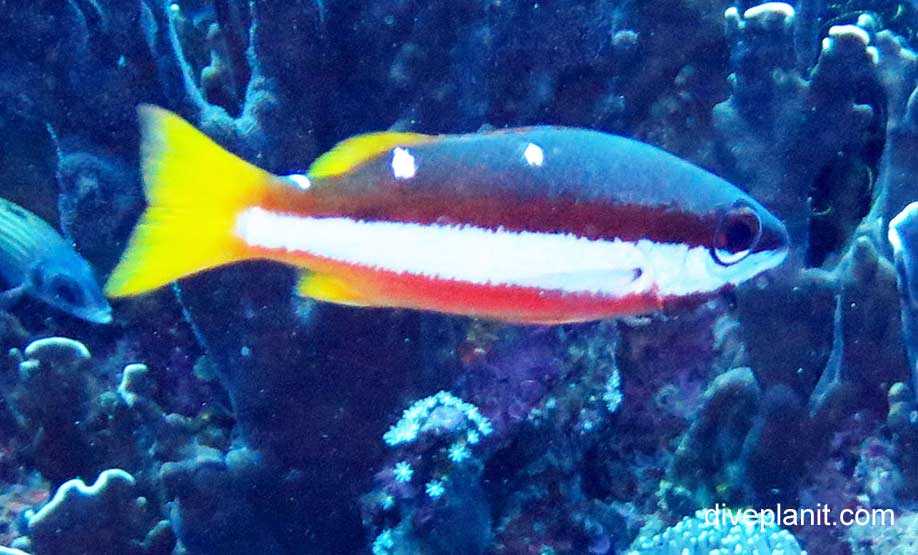 Two-spot Snapper (Lutjanus biguttatus) GIL