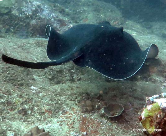 Bull Ray (Dasyatis brevicaudata) NSW