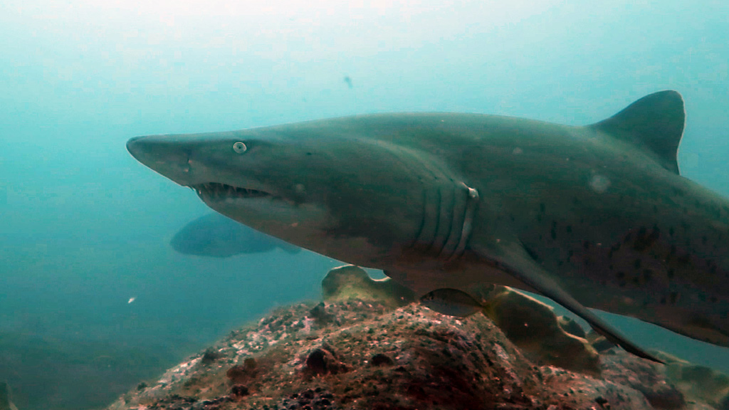 Diving Fish Rock with Fish Rock Dive Centre