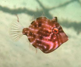 Chowder Bay dive site, Clifton Gardens, Sydney NSW