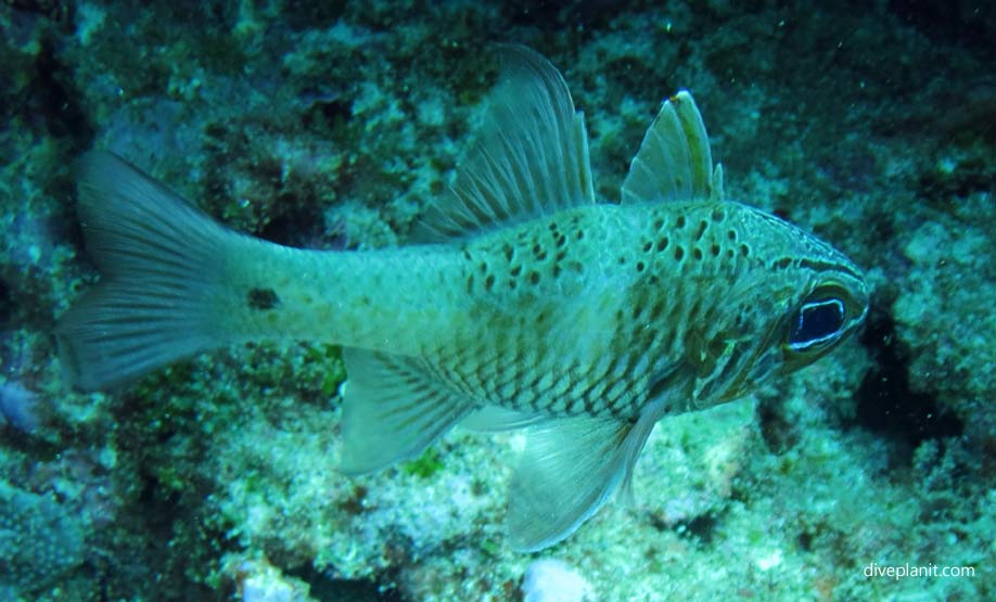 Capricorn Cardinalfish (Apogon capricornis) LHI
