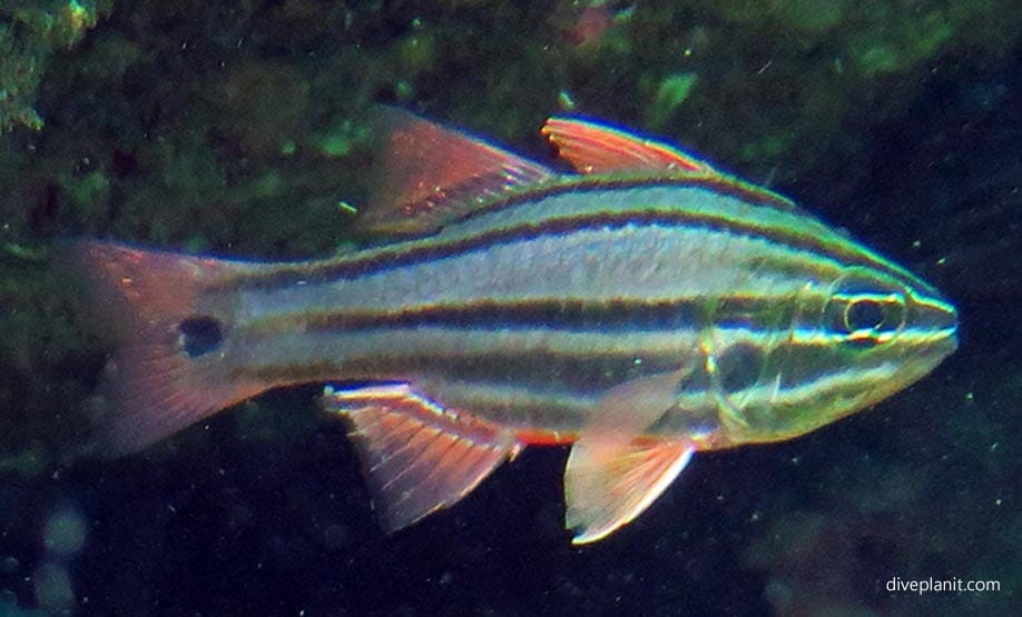 Sydney Cardinalfish (Apogon limenus) SYD