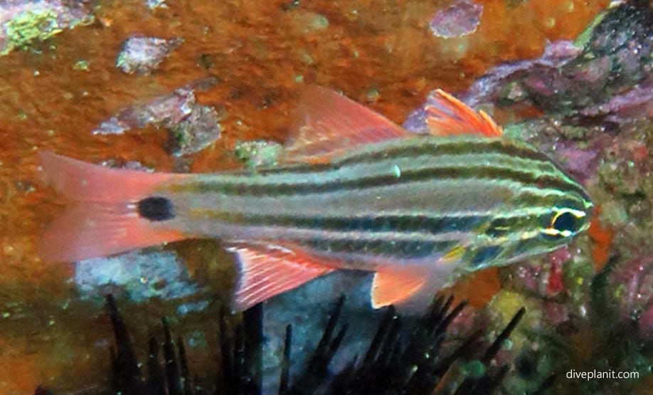 Sydney Cardinalfish (Apogon limenus) SYD