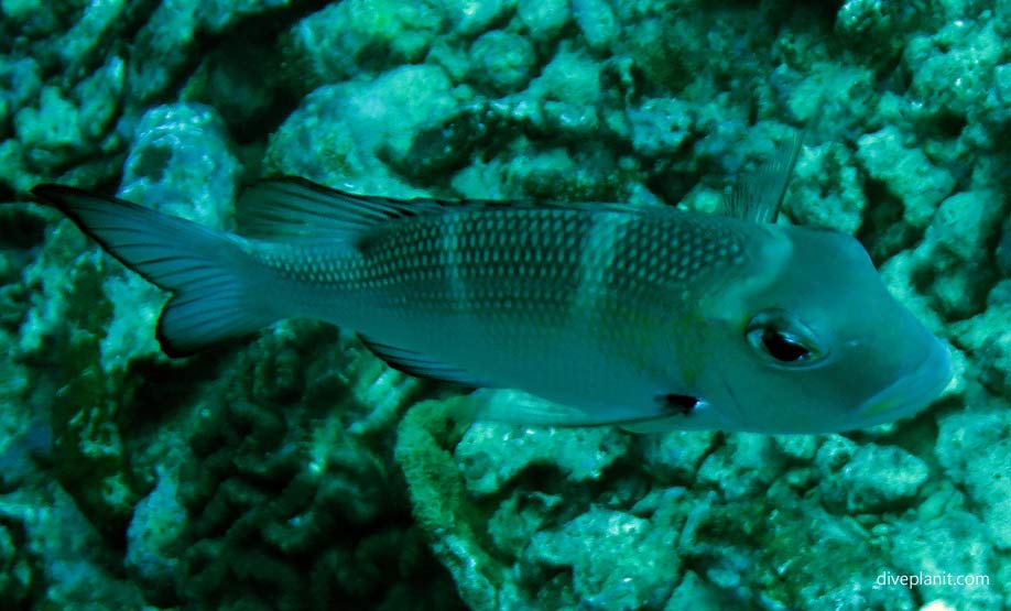 Redfin Emperor (Monotaxis heterodon) UKN