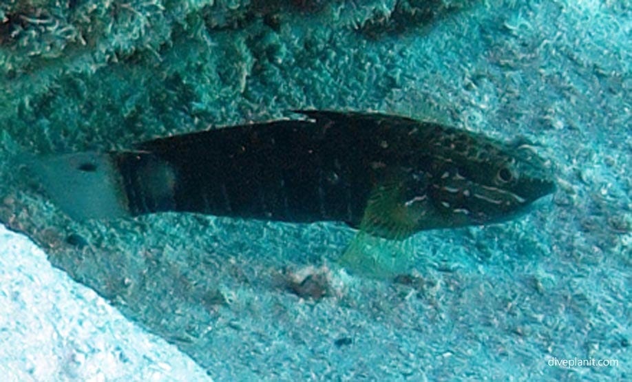 Dusky Barred Goby (Amblygobius phalaena) GBR