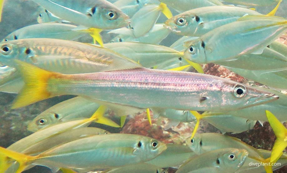 Longfin Pike (Dinolestes lewini) SYD