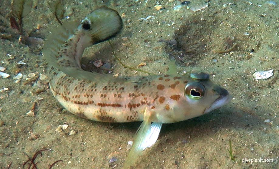 Pink-banded Grubfish (Parapercis nebulosa) SYD