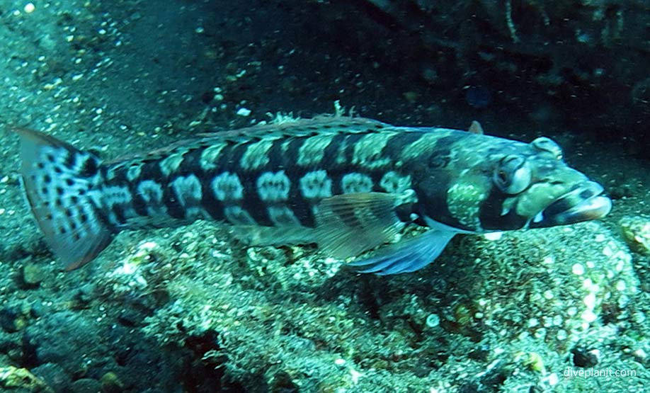 Reticulated Sandperch (Parapercis tetracanthus) BAL