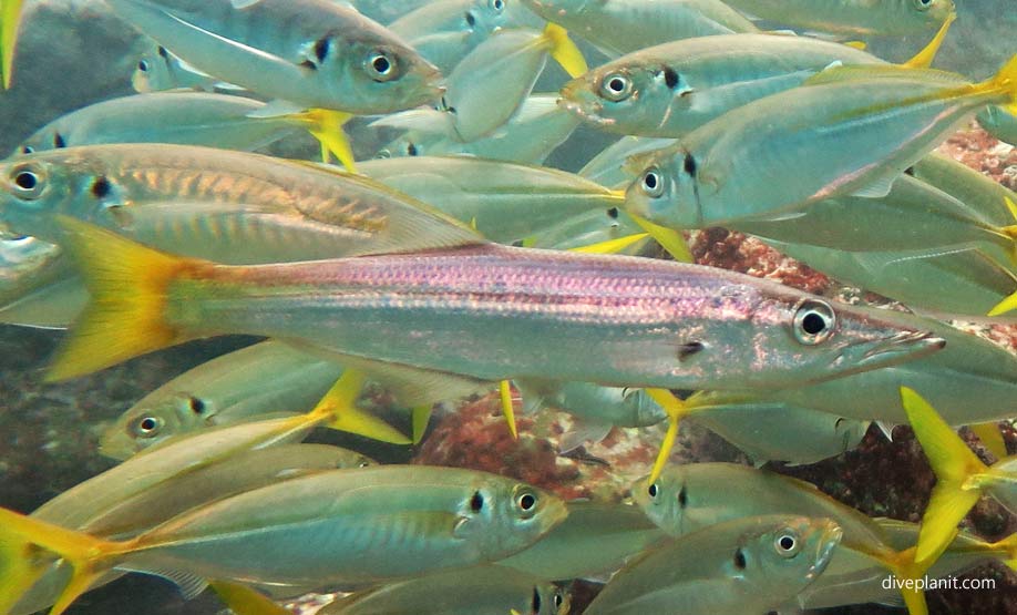 Yellow-tailed Scad (Trachurus novaezelandiae) SYD