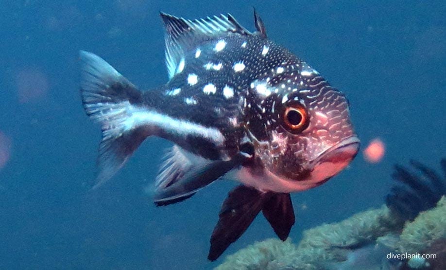 Midnight Snapper (Macolor macularis) THL