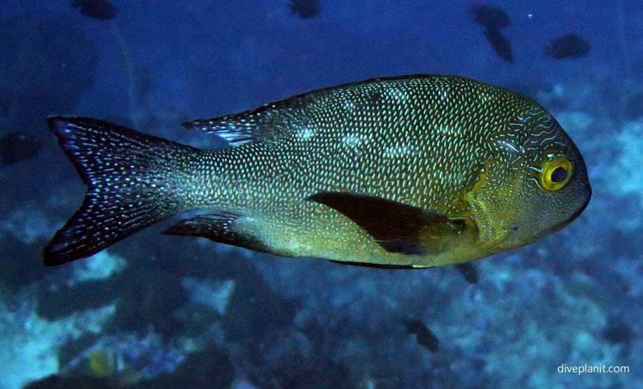 Midnight Snapper (Macolor macularis) THL