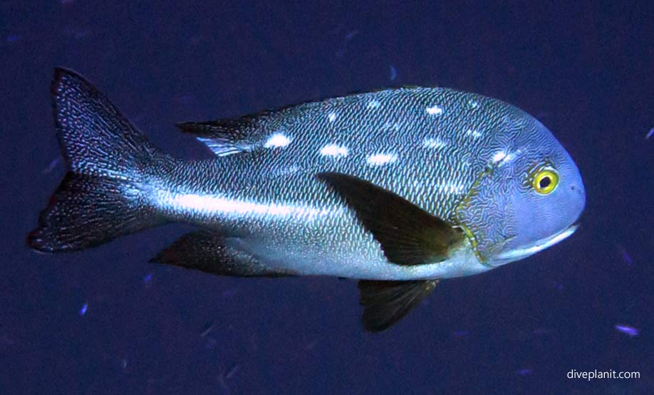 Midnight Snapper (Macolor macularis) CI