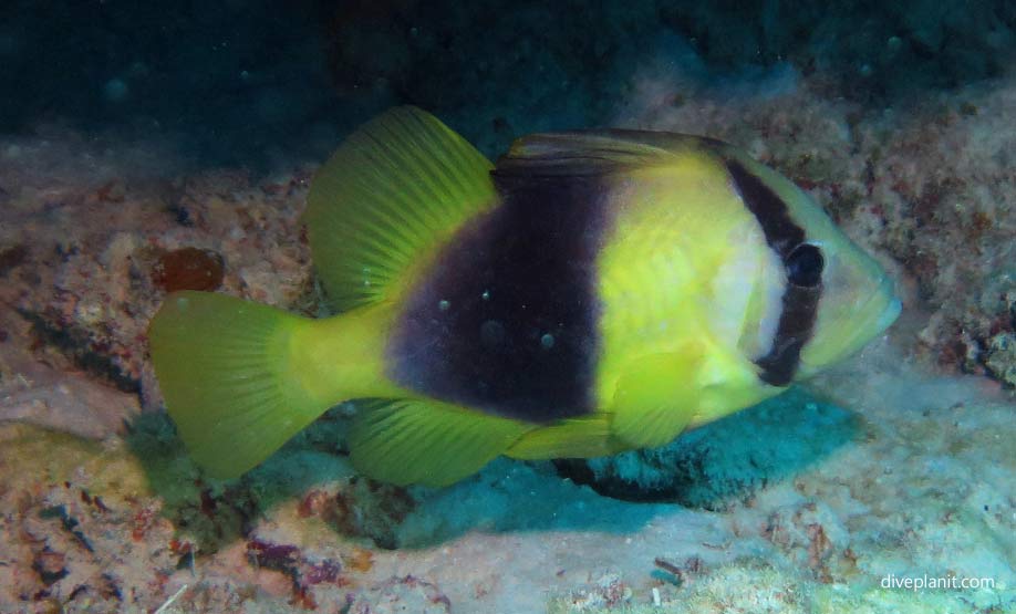 Double-banded Soapfish (Diploprion bifasciatum) HER