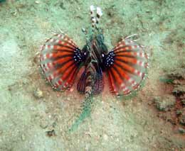 Sapi Shore off Pulau Sapi in Tunku Abdul Rahman Park