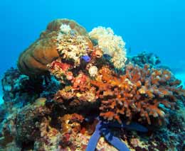 Magic Oceans House Reef Anda Bohol Philippines