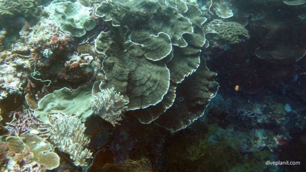 Twin Tunnels Dive Site, Tulagi, Solomon Islands