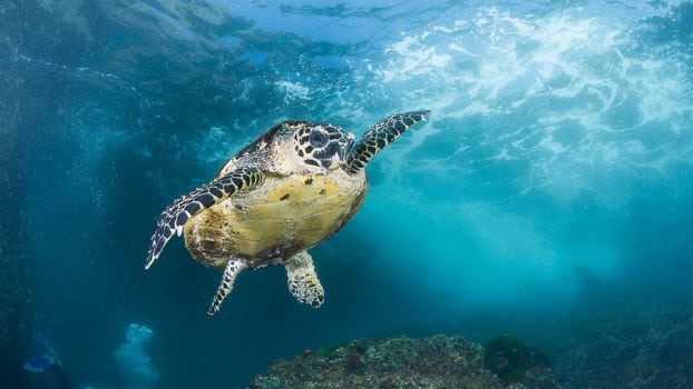 Byron Bay is the centre for diving Julian Rocks
