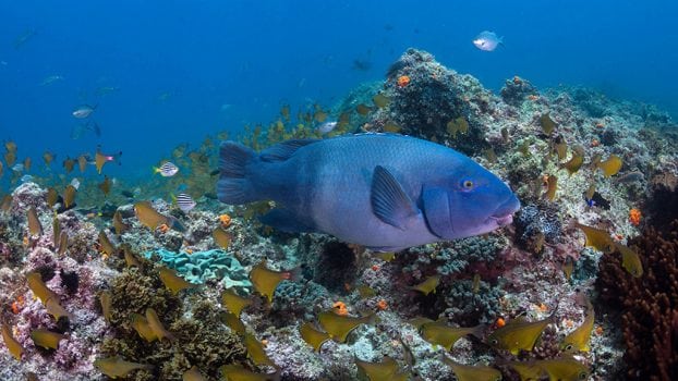 Byron Bay is the centre for diving Julian Rocks