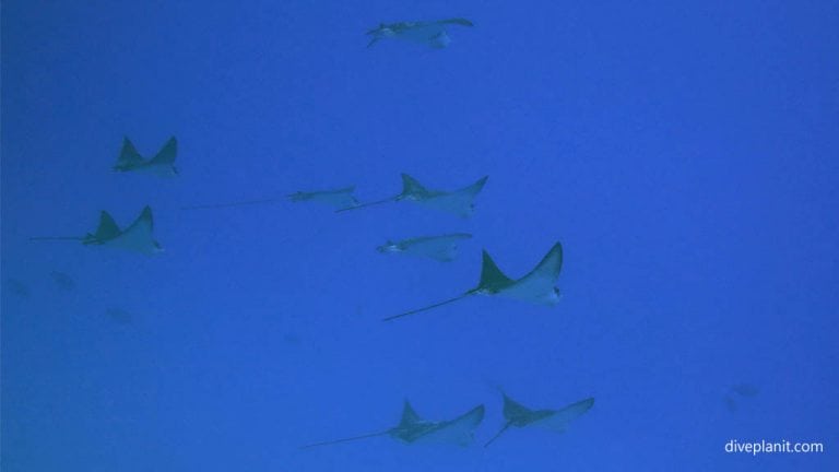 Arutanga Passage Dive Site Aitutaki Cook Islands