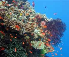 Diving Savusavu Fiji with Captain Cook Cruises