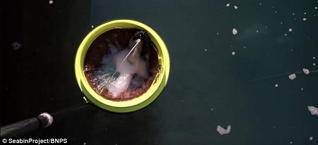 Seabin - tackling plastic pollution one marina at a time