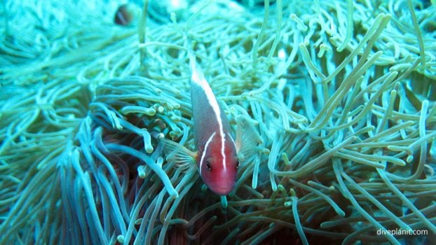 Crystal Bay Nusa Penida dive site near Bali, Indonesia