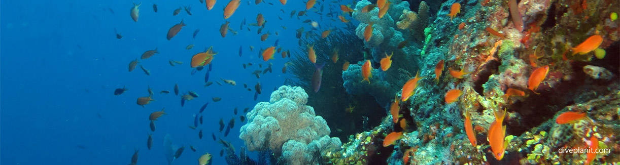 Fiji’s Vatu-I-Ra has some of the best dive sites in Fiji