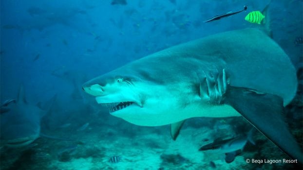 Cathedral Shark Dive – prepare to meet Tiger Sharks!