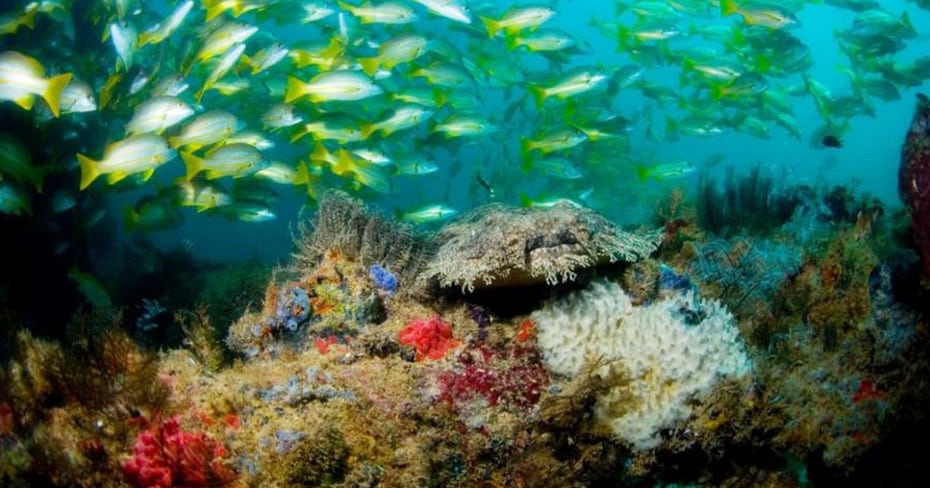 Exmouth Navy Pier dive site operated by Dive Ningaloo