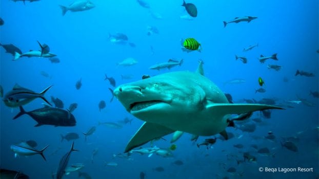 Cathedral Shark Dive – prepare to meet Tiger Sharks!