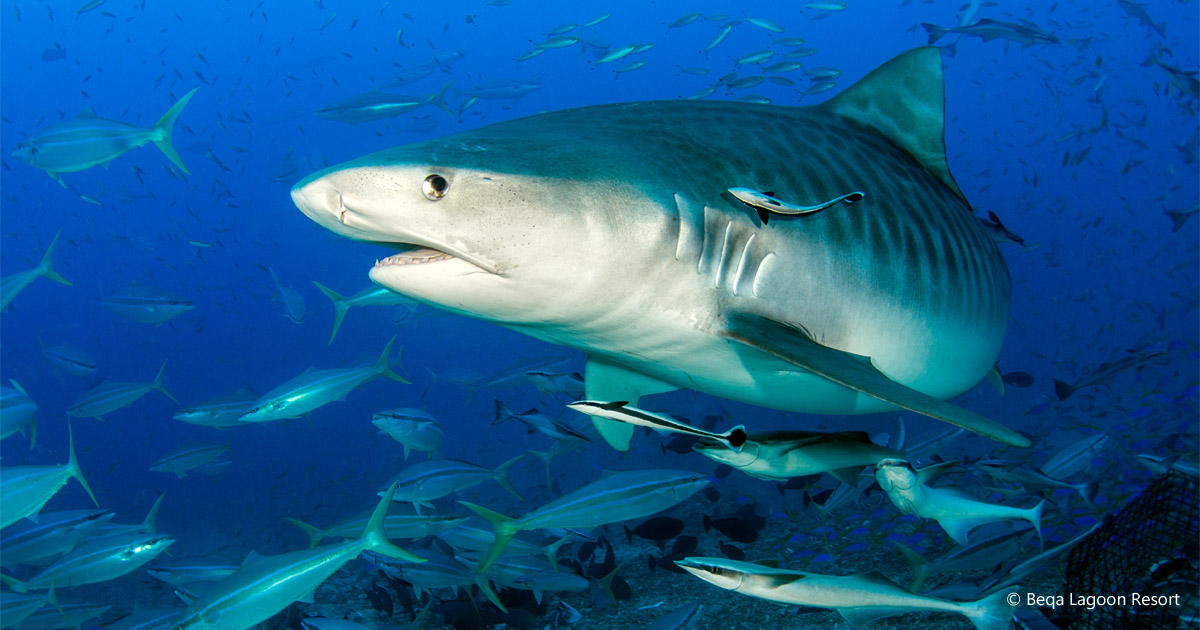 Cathedral Shark Dive – prepare to meet Tiger Sharks!