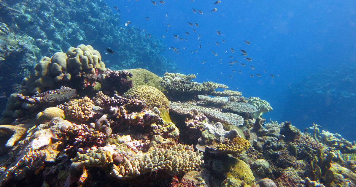 Diveplanit’s Marine Environment 2016 News round up