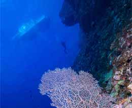 Kuba West Dive Site, Kerama Islands, Japan