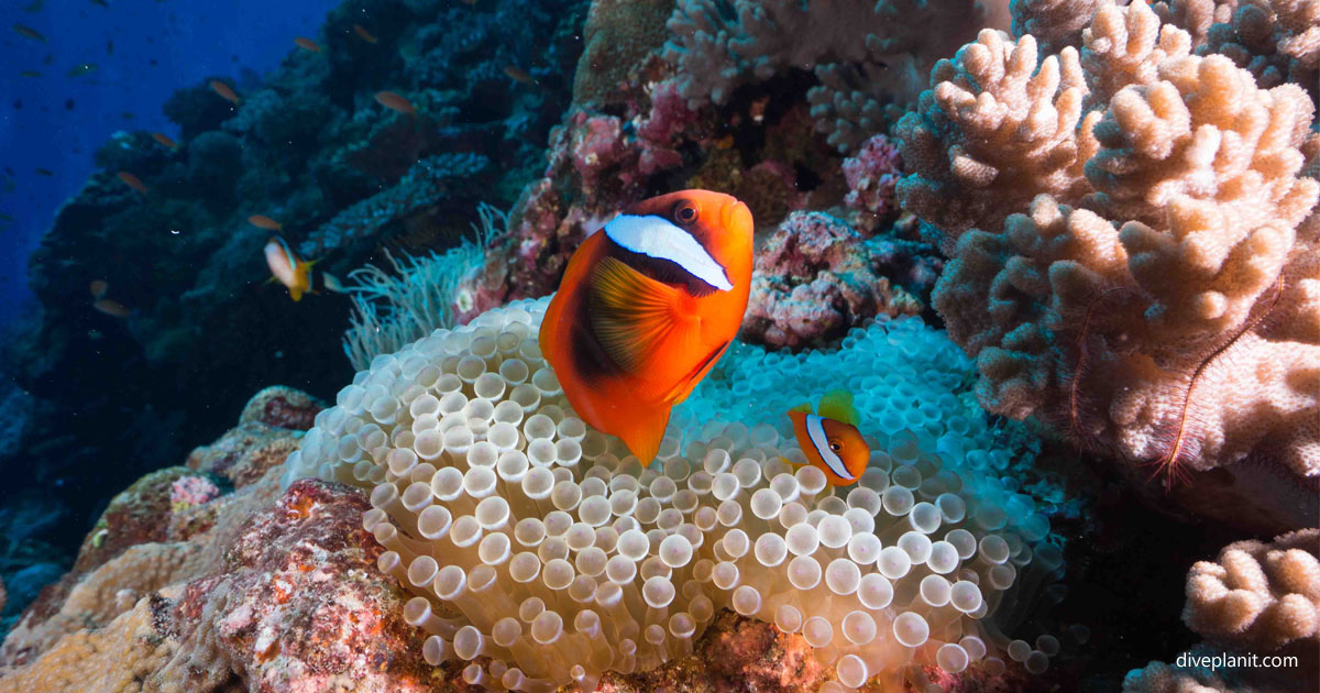 Kuba West Dive Site, Kerama Islands, Japan