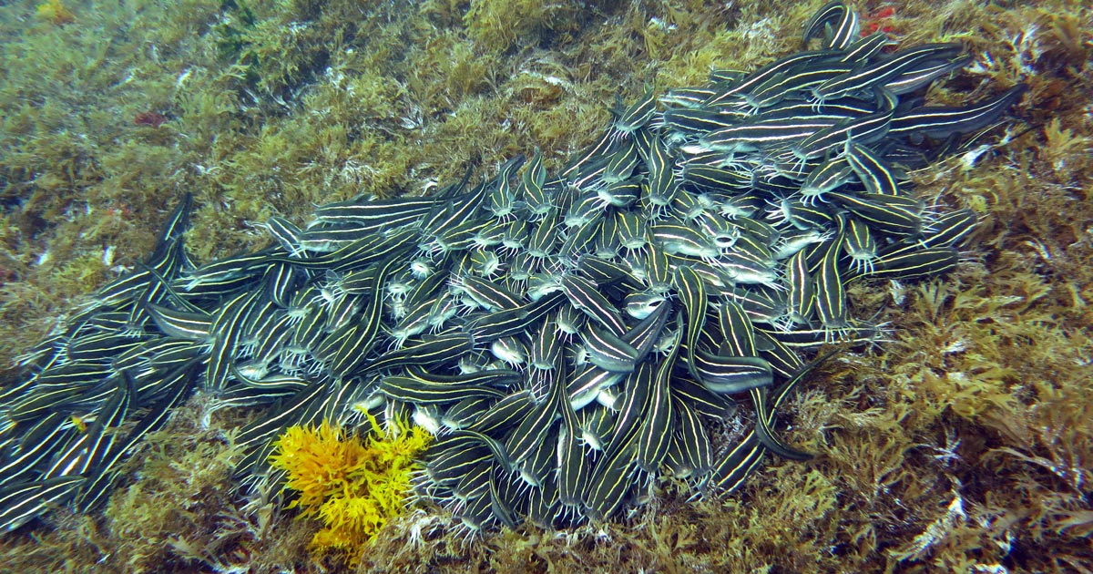 Diving inside at North Bay and inside The Lagoon at Lord Howe Island
