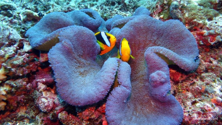 What makes Rainbow Reef always so Spectacular?