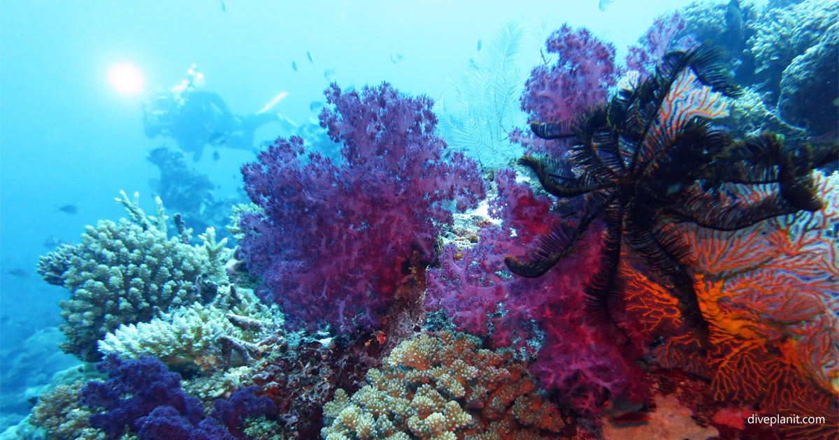 The Ledge Rainbow Reef, Taveuni, Fiji