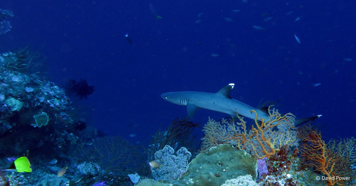 Karumolun Point dive site, Russell Islands, Solomon Islands