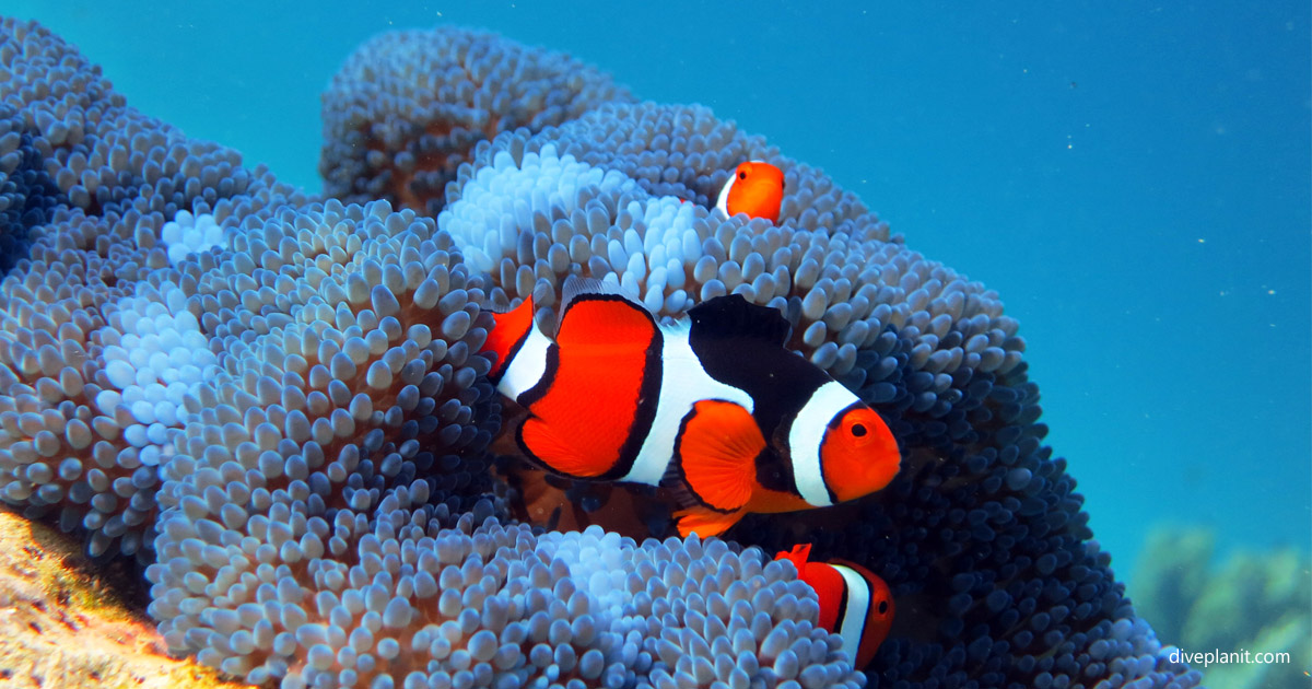 Blue Stripe Clownfish