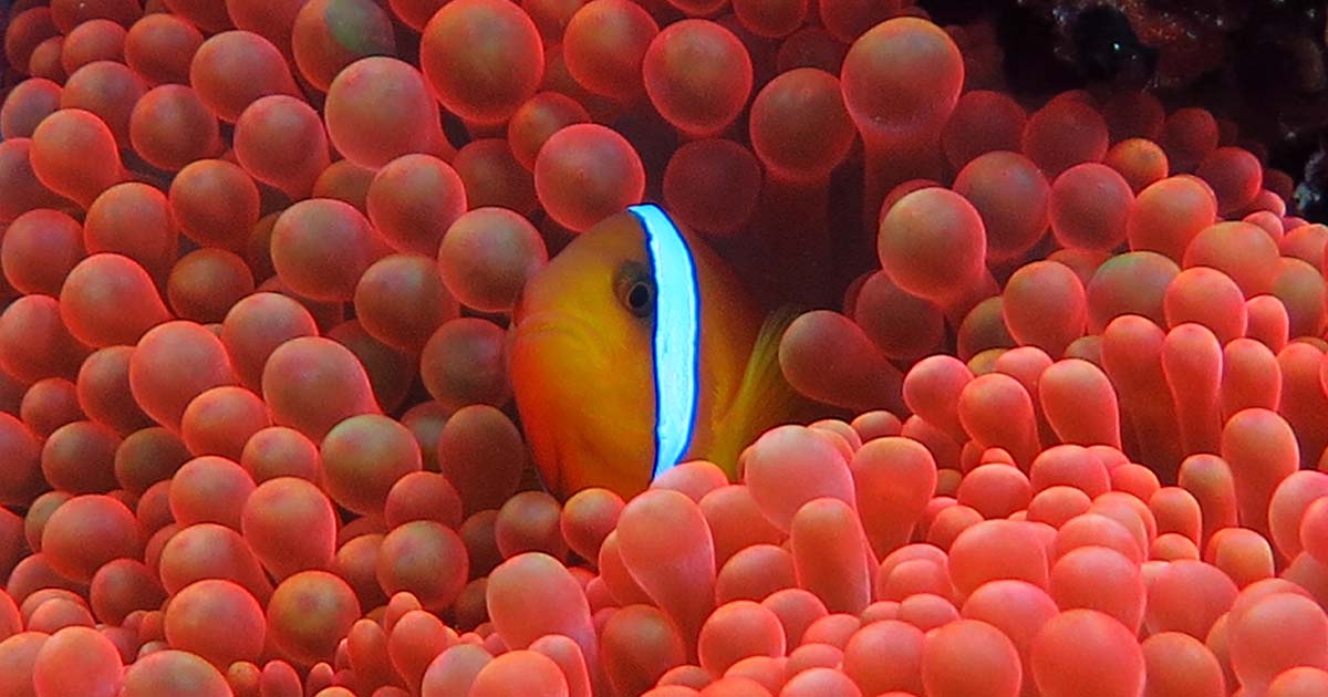 Taka Dai Dive site, Yonaguni Island, Okinawa, Japan