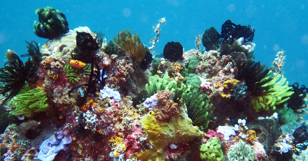 Best diving Indonesia – here’s an intro to five different areas