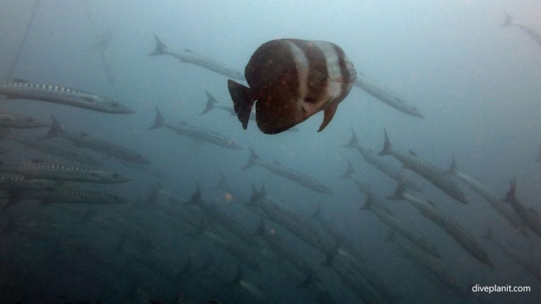 The SS Yongala - Australia’s most famous wreck on the Great Barrier Reef