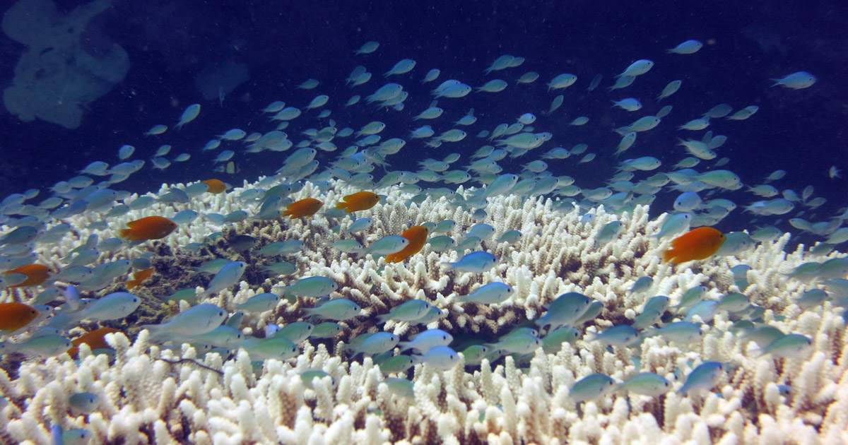 What is the Value of the Great Barrier Reef to the great Australian public?